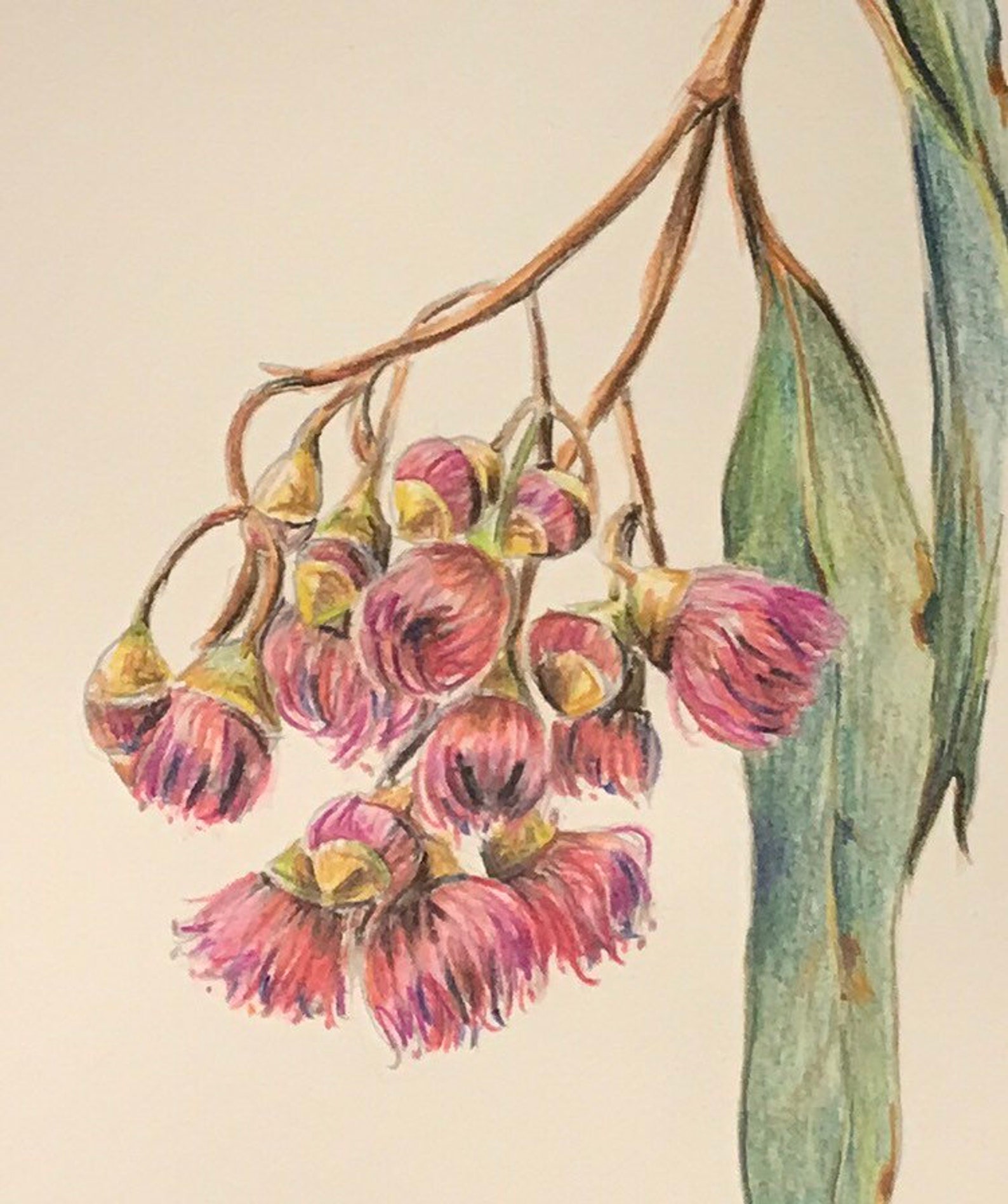 Australian Native Flowers Drawing Print Set. 3 Piece Bottlebrush ...