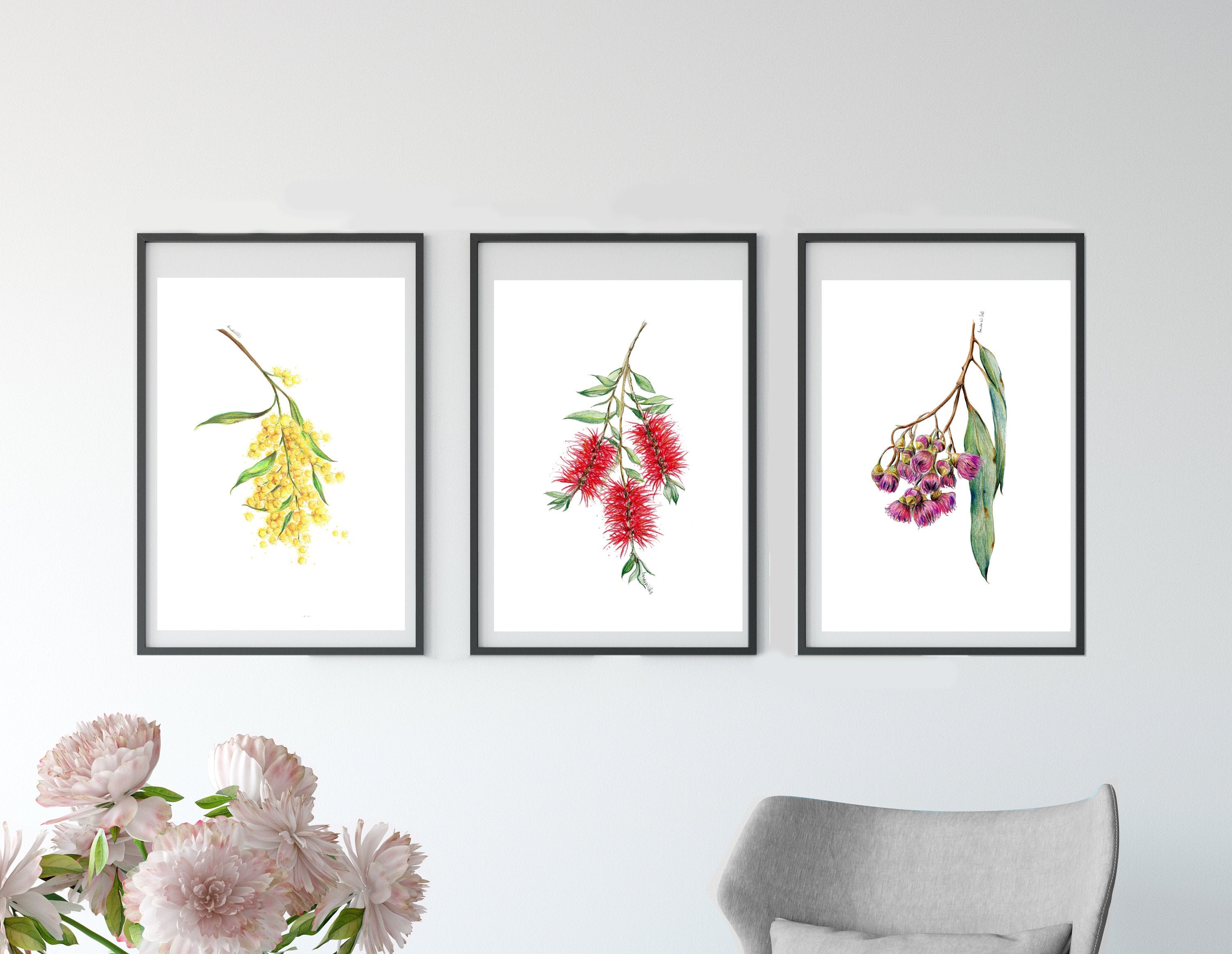 Australian Native Flower Drawing Print Set V2. Bottlebrush - Etsy Australia