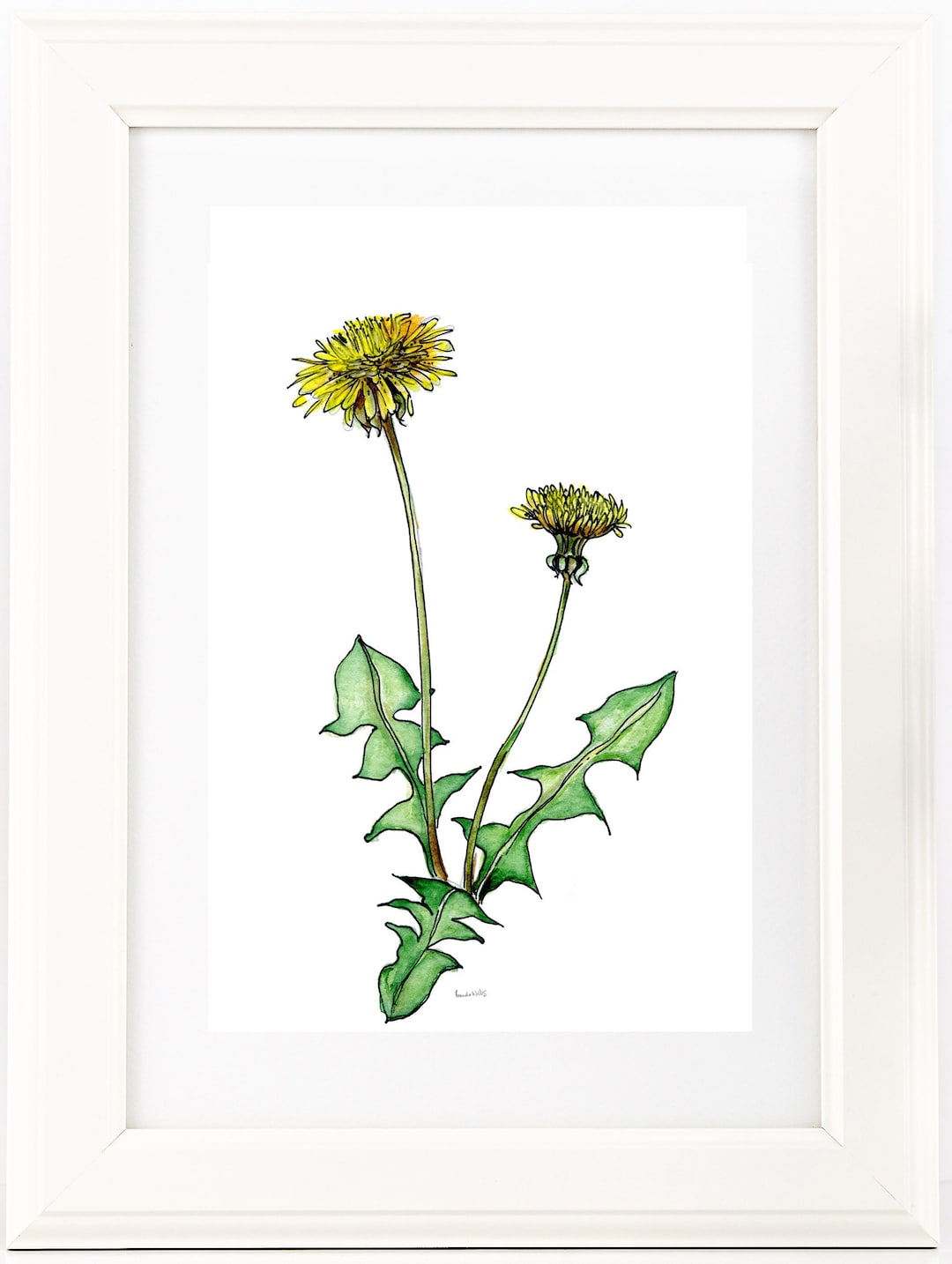 Dandelion Pen and Watercolour Pencil Artwork Print. Edible Flower ...