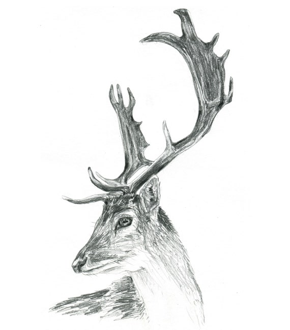 White Stag Drawing