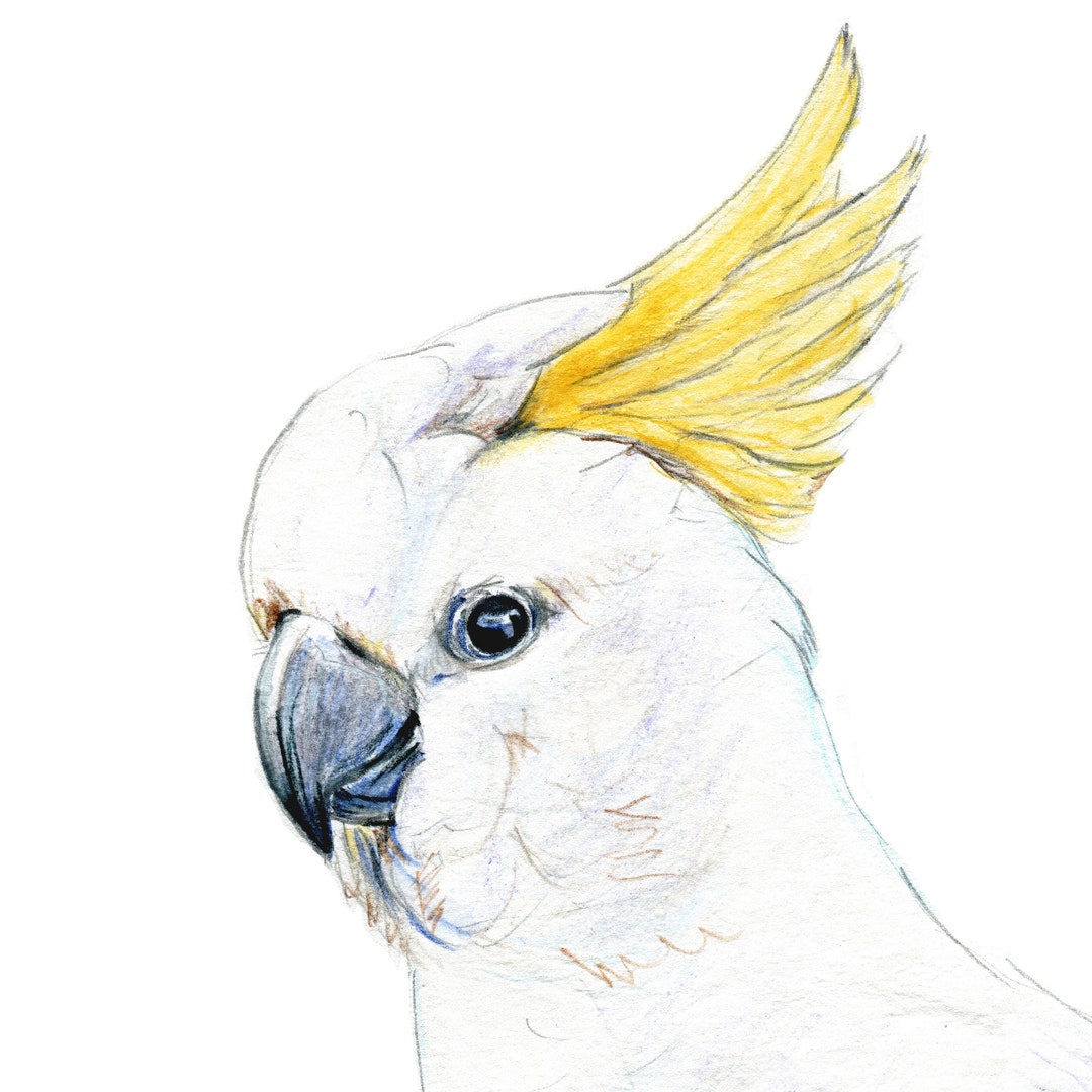 Yellow Crested Cockatoo Drawing Print. Australian Native Bird ...