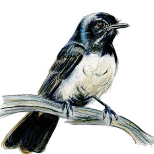 Hand Drawn Willy Wagtail Drawing Print. Australian Native Bird ...