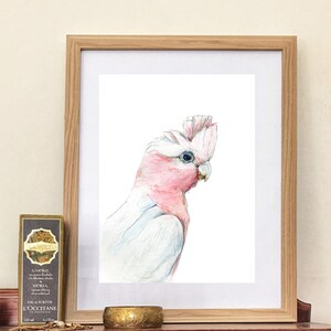 Hand Drawn Pink Galah Drawing Print. Australian Native Bird Watercolour ...