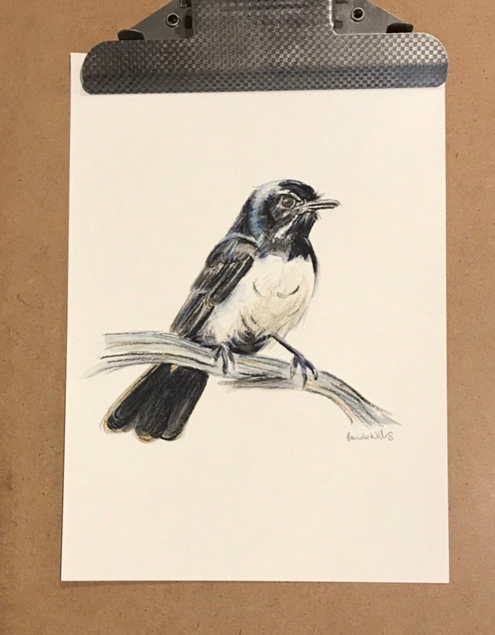 Hand Drawn Willy Wagtail Drawing Print. Australian Native Bird - Etsy