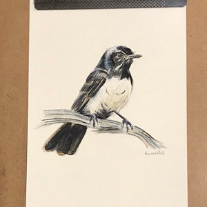 Hand Drawn Willy Wagtail Drawing Print. Australian Native Bird ...