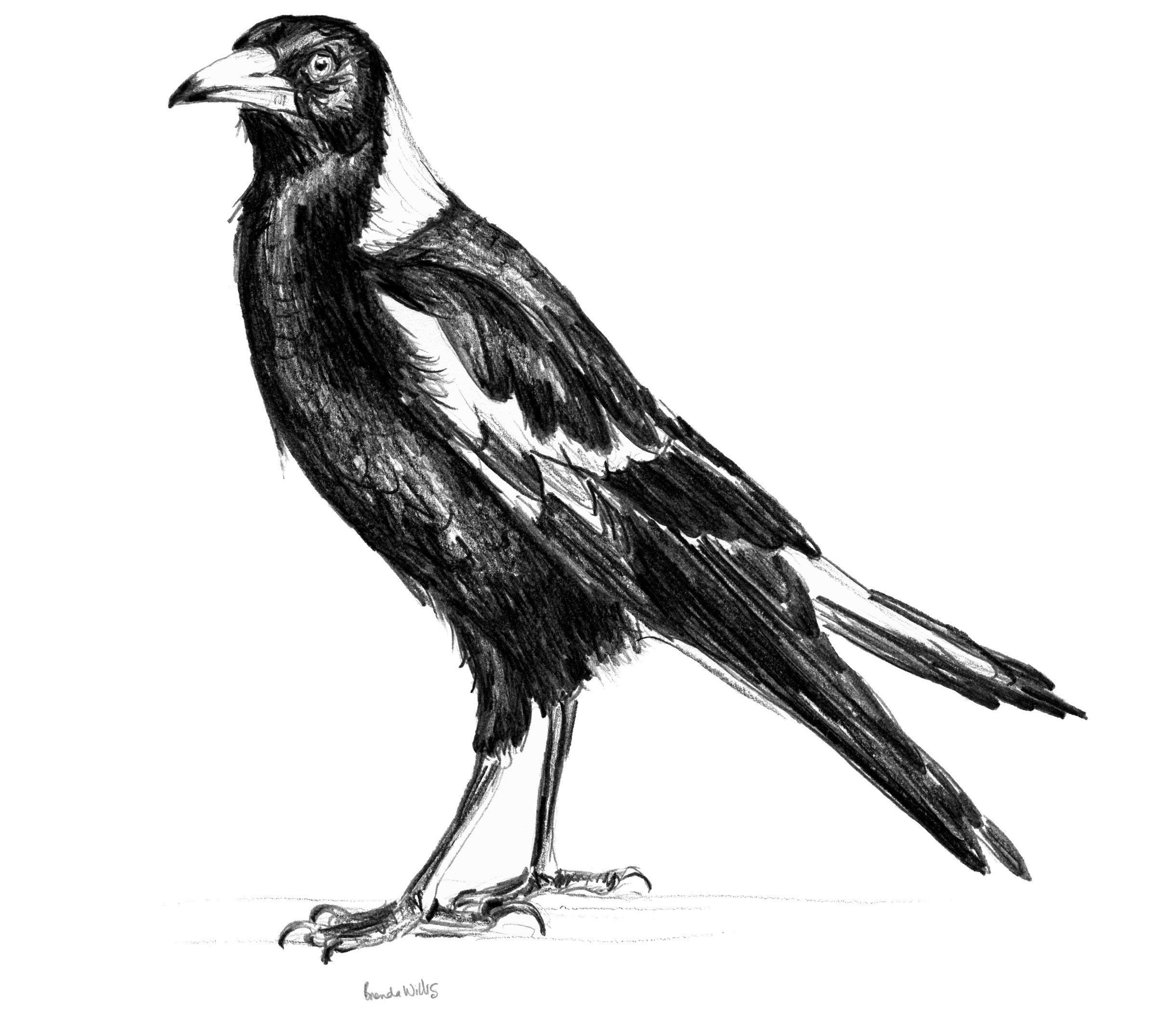 Magpie Drawing