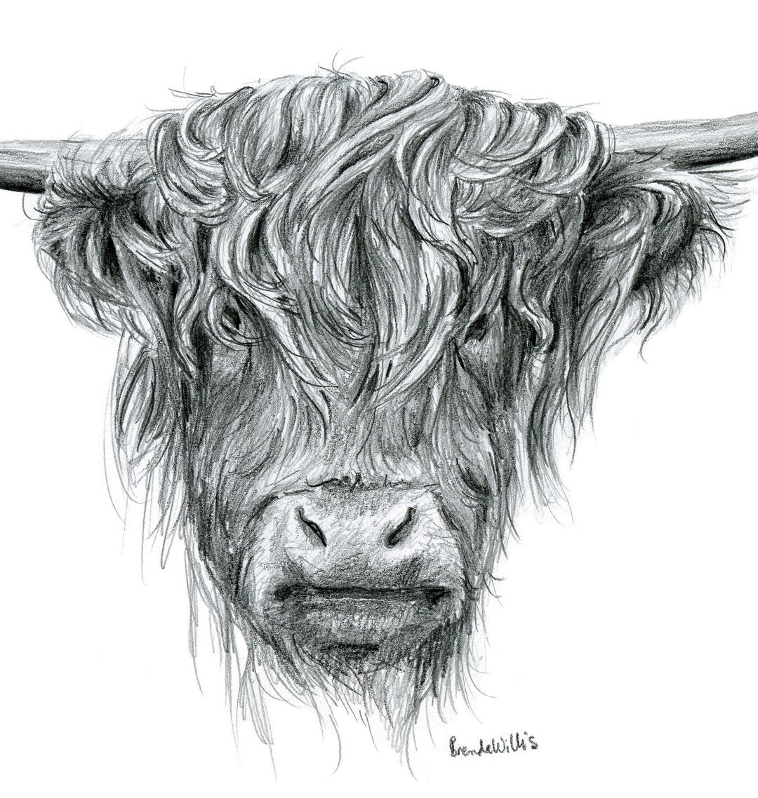 Highland Cow Art Drawing Print. Black & White Scottish Hairy Coo Pencil ...