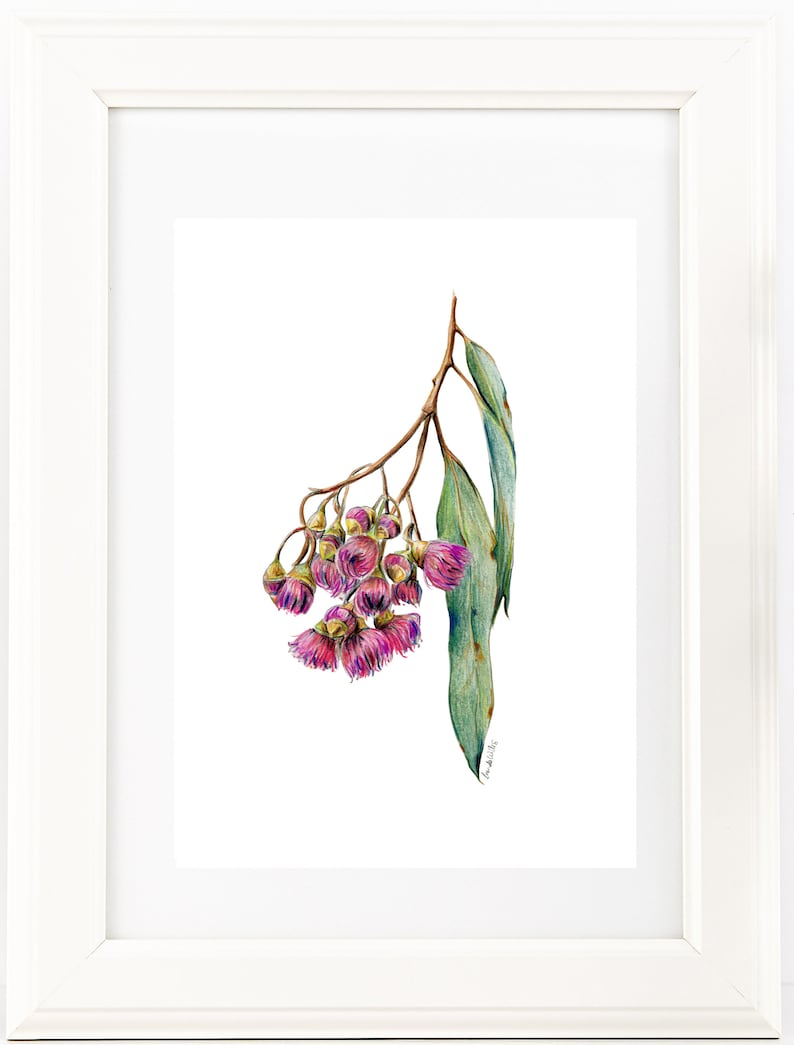 Pink Gum Blossoms Watercolour Drawing Print. Australian Native - Etsy ...