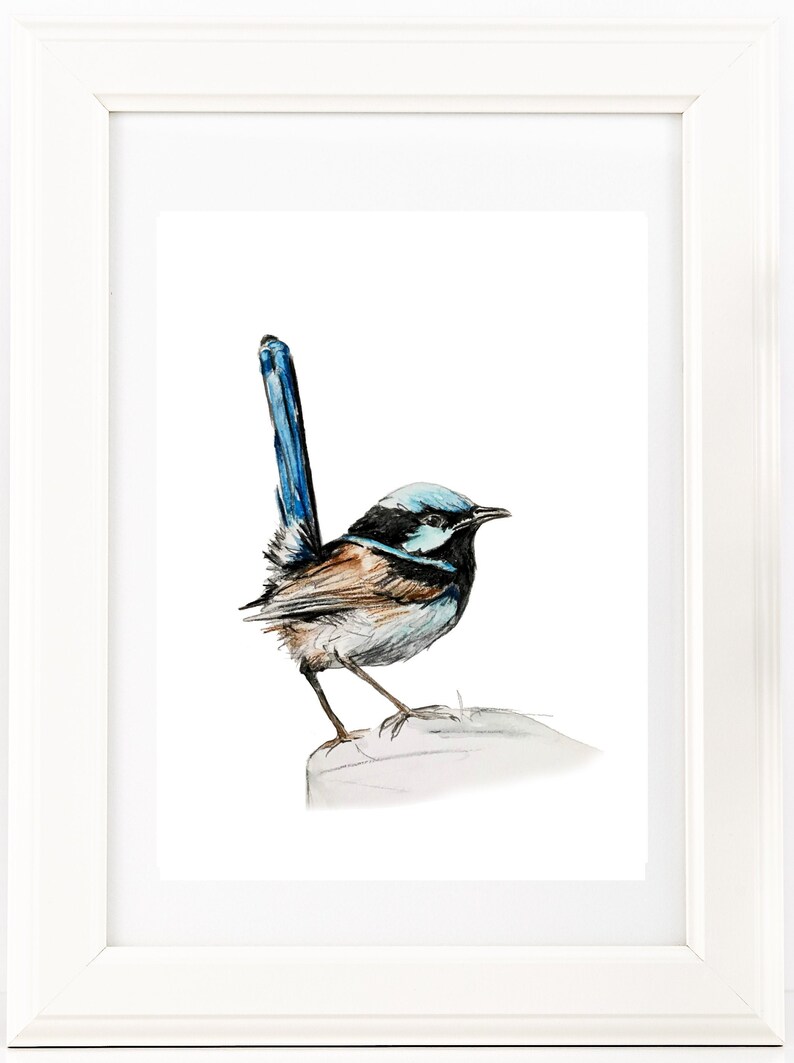 Hand Drawn Blue Wren Drawing Print. Australian Native Bird Watercolour ...