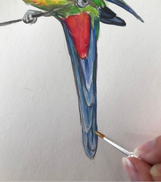 Hand Drawn Rosella Drawing Print. Australian Native Bird | Etsy Australia