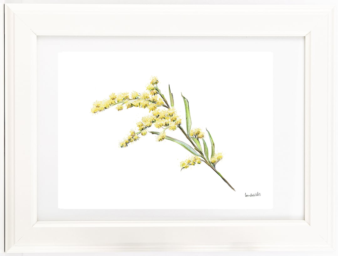 Yellow Wattle Flower Drawing Print. Australian Native Flower ...