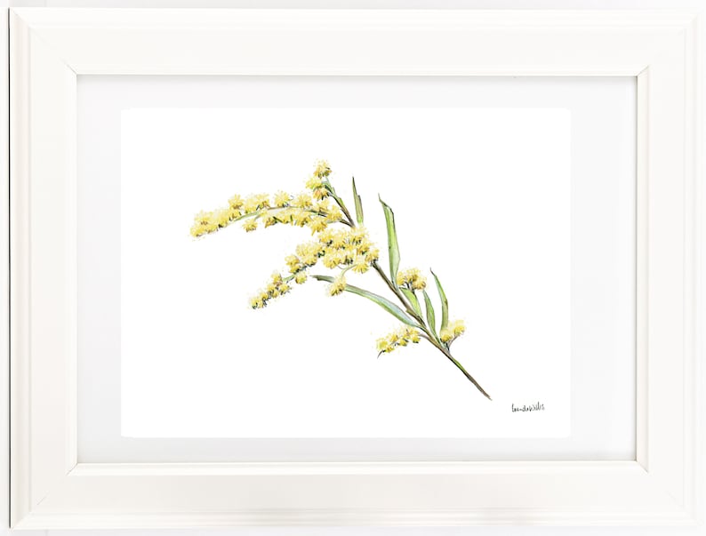 Yellow Wattle Flower Drawing Print. Australian Native Flower - Etsy