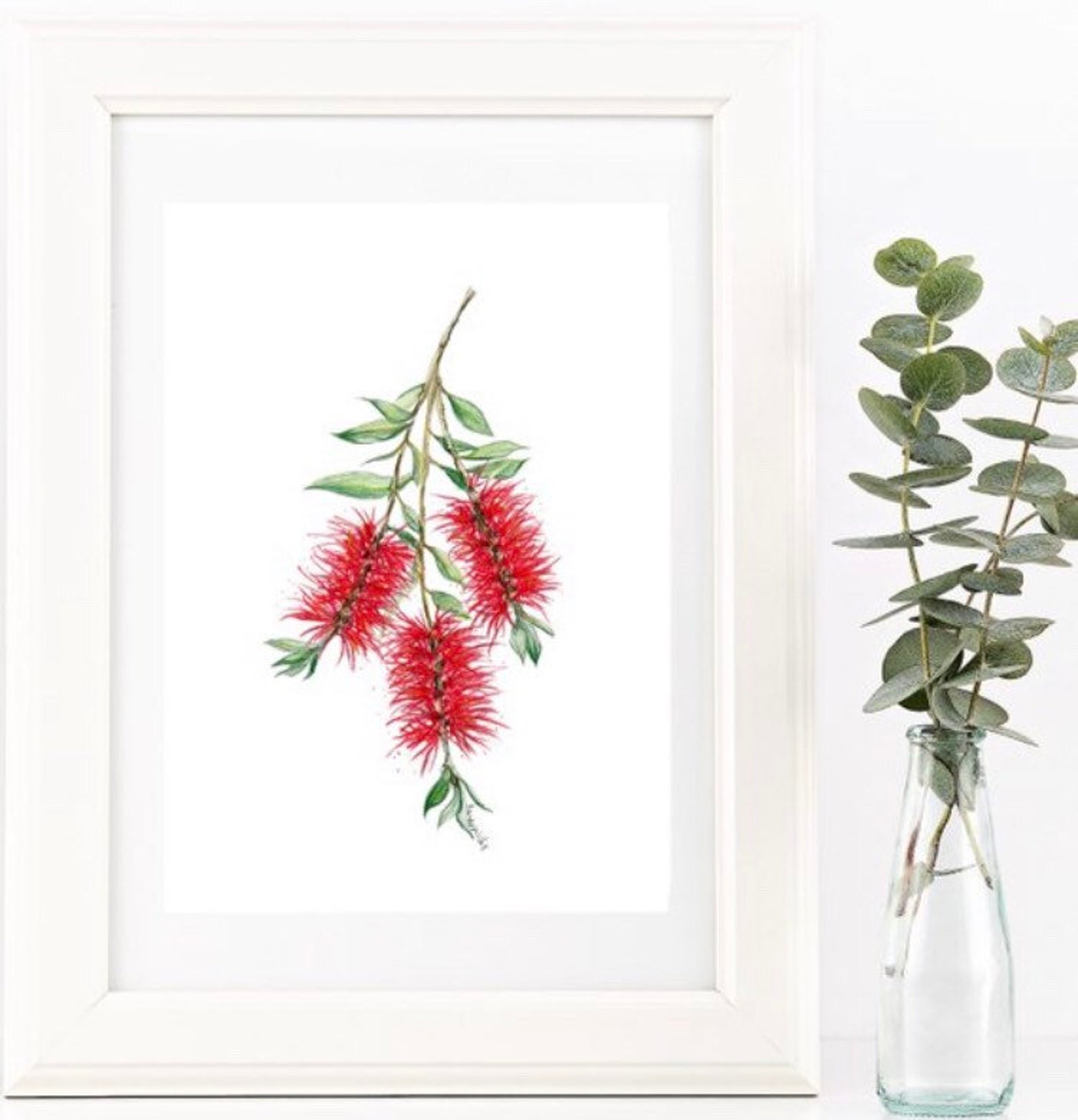 Australian Native Flower Drawing Print Set V2. Bottlebrush | Etsy Australia