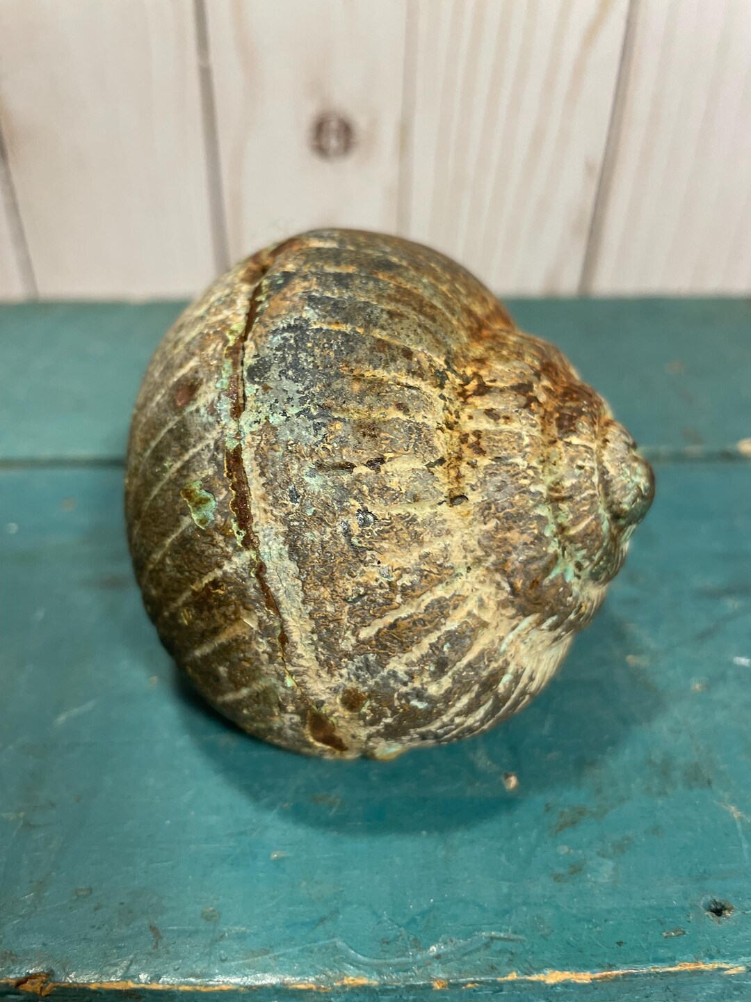 Vintage Cast Iron Snail Shell, Primitive, Old Paint, Rustic, Beach ...