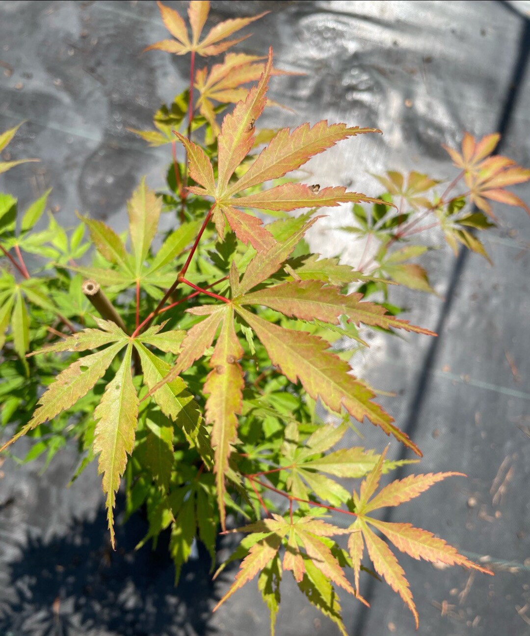 Orange Flame Japanese Maple 1g - Etsy