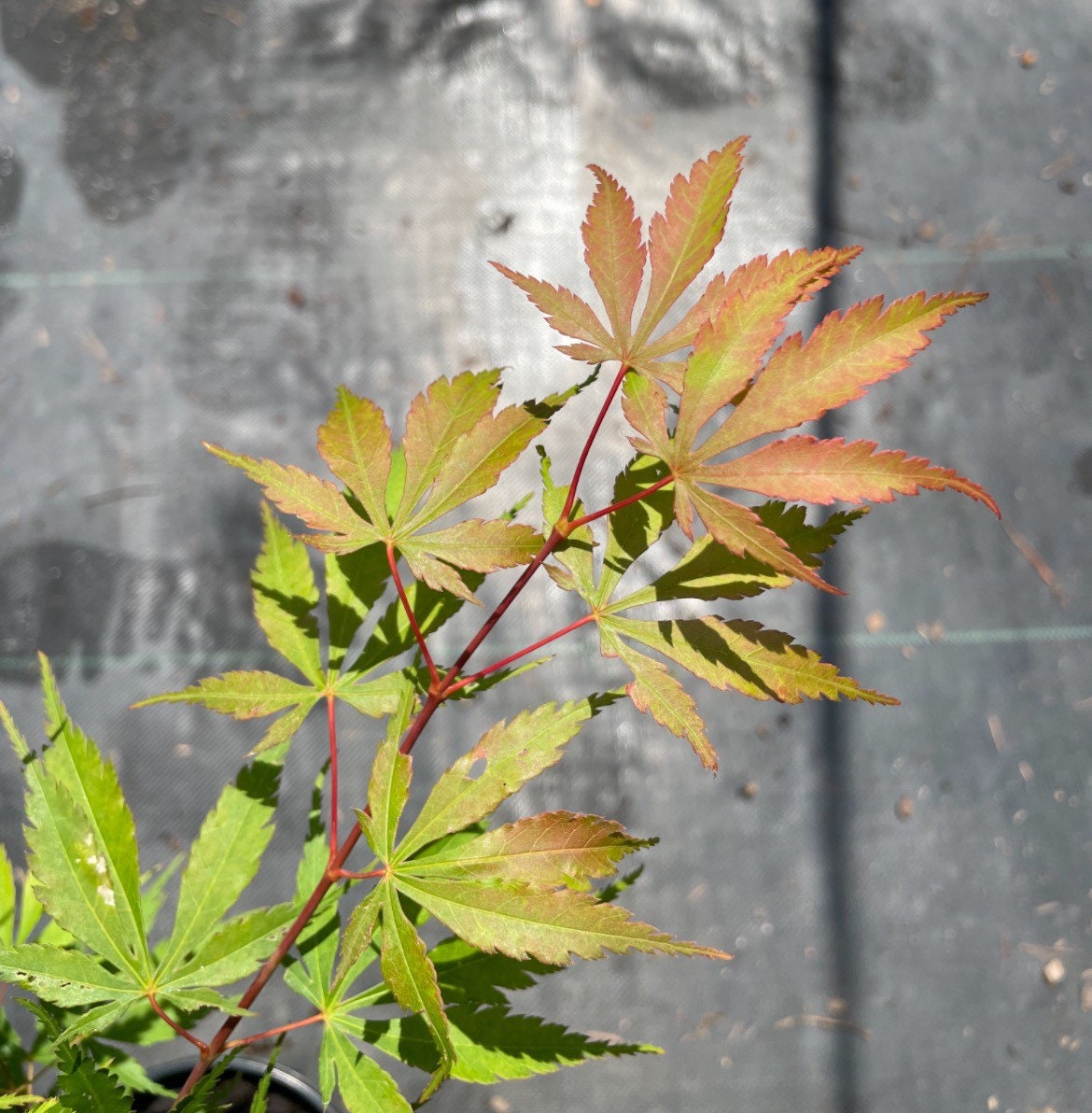 Orange Flame Japanese Maple 1g - Etsy