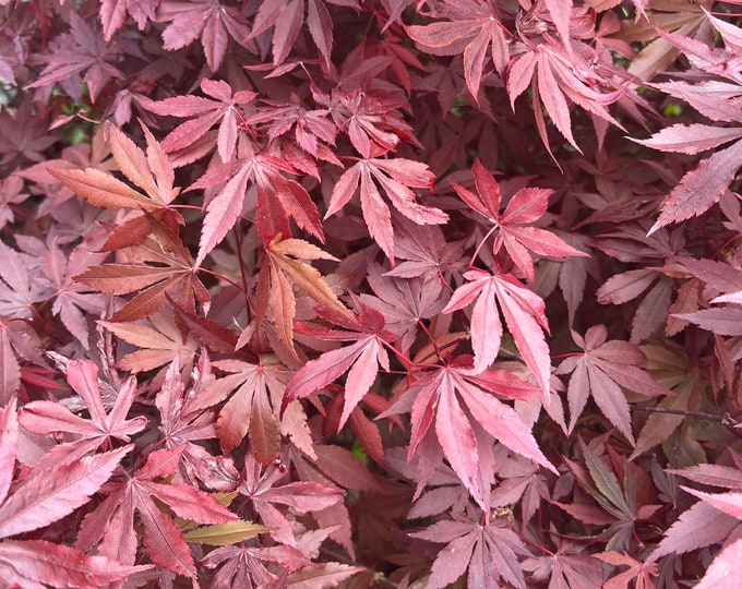 Japanese Maple Bloodgood Seedling - Etsy