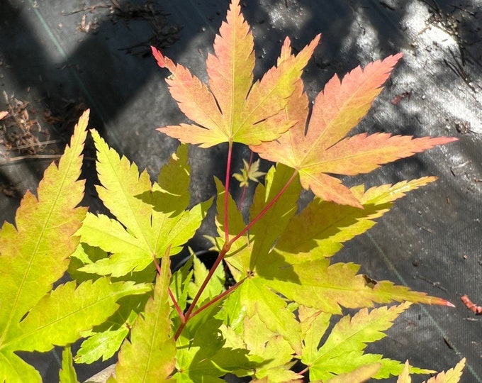 Sango Kaku Japanese Maple Coral Bark - Etsy