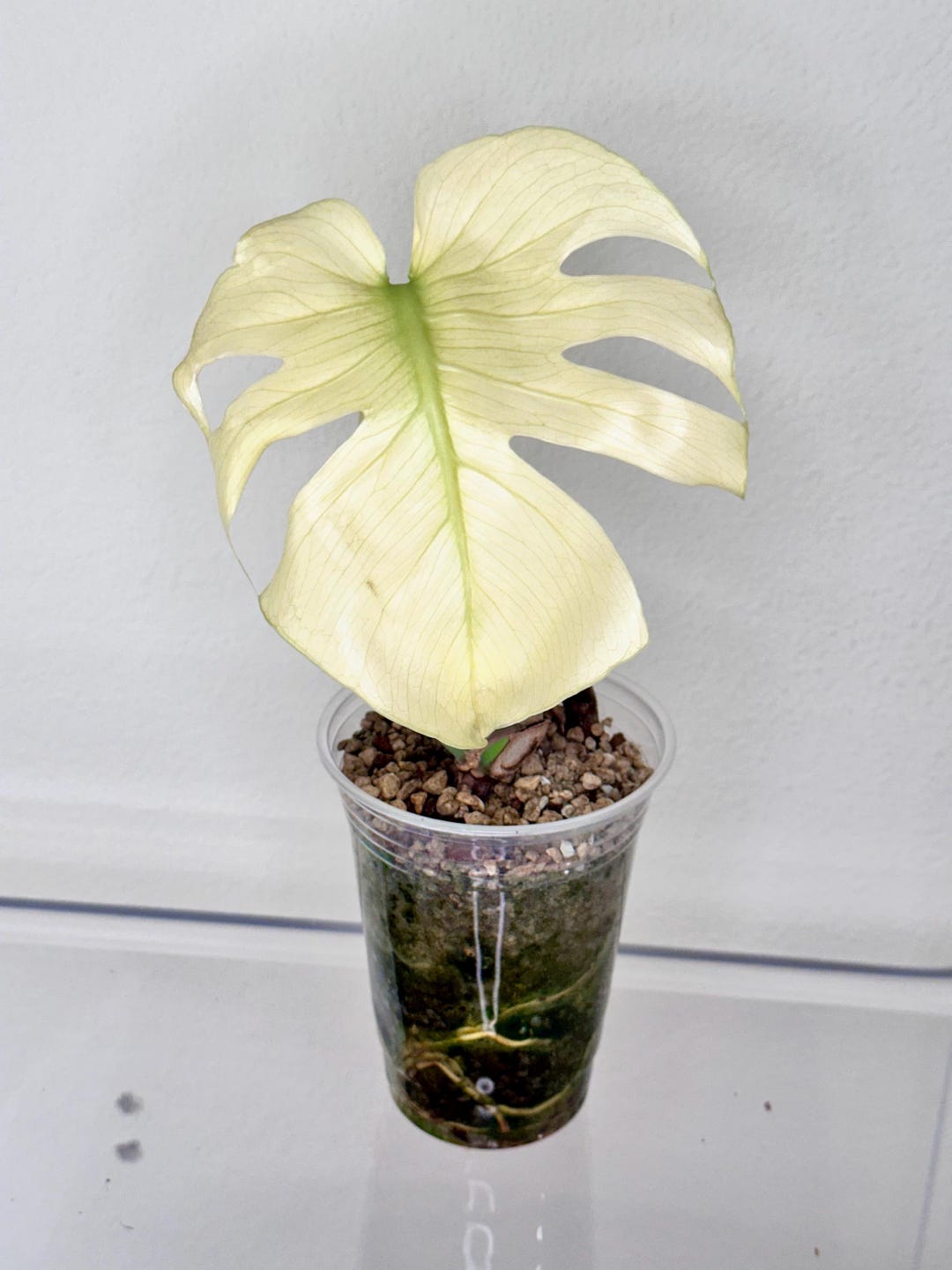 LARGE FORM Monstera Deliciosa ‘white Monster’ Variegated. Already ...