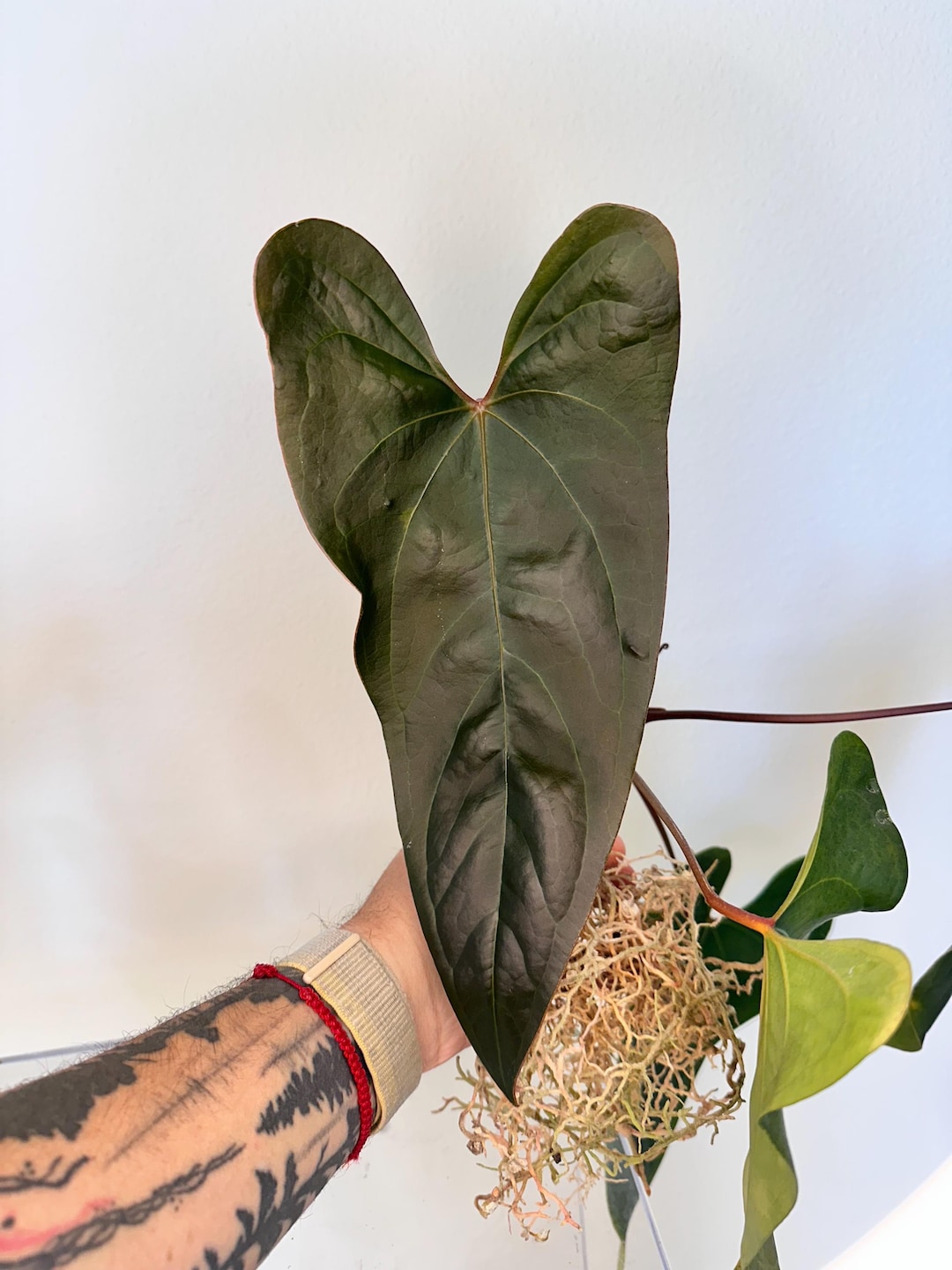 Anthurium Sp Napo X Chocolate Crystallinum. LARGE Mature Flowering Size ...