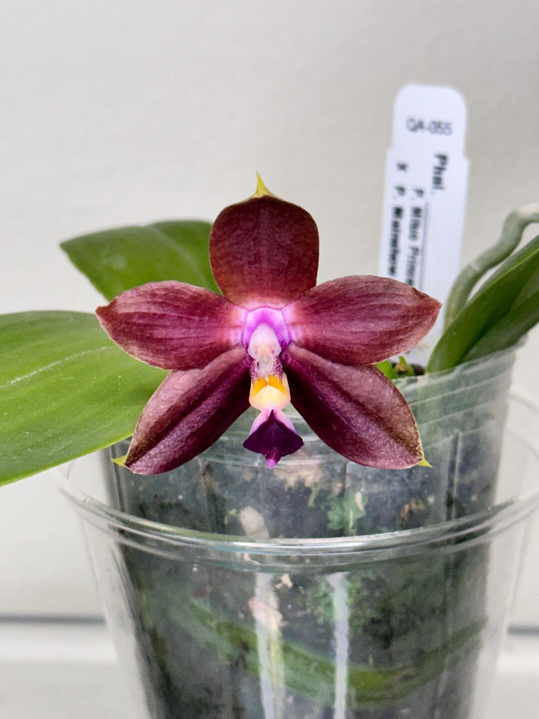 FLOWERING! Phalaenopsis Mituo Princess 'MO-479' X Phal. Mainshow Blue ...