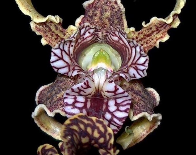 Dendrobium Spectabile Orchid Live - Etsy