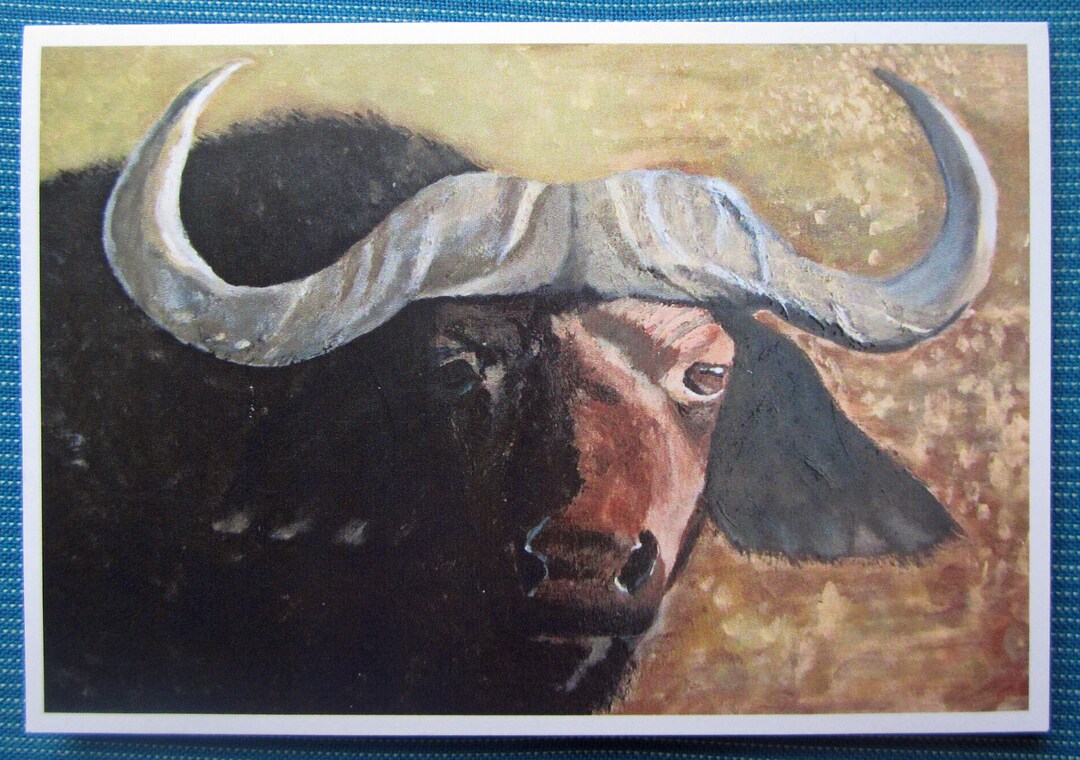 Buffalo Stare Greeting Cards. Notelet. Birthday Cards. Africa - Etsy