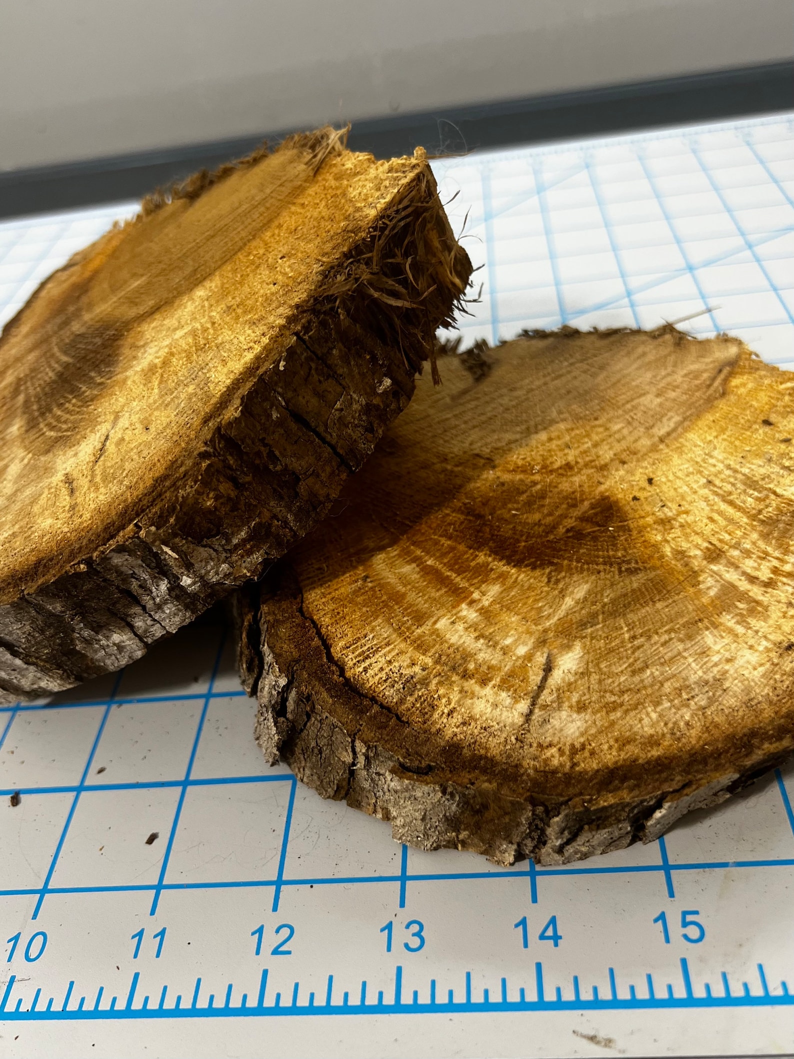 Rough Cut Dried Oak Tree Slice, Tree Slices, Oak Wood - Etsy