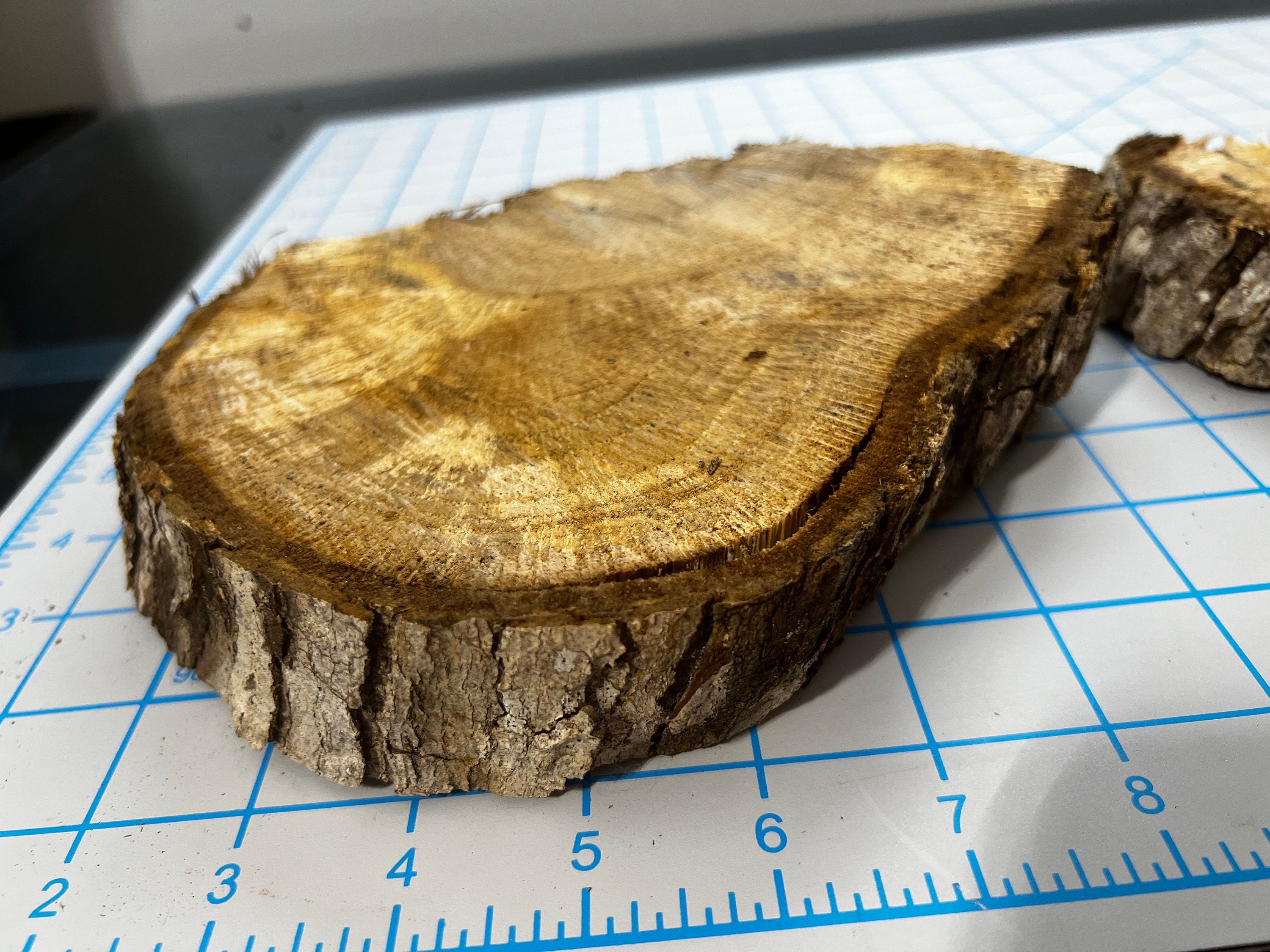 Rough Cut Dried Oak Tree Slice, Tree Slices, Oak Wood - Etsy