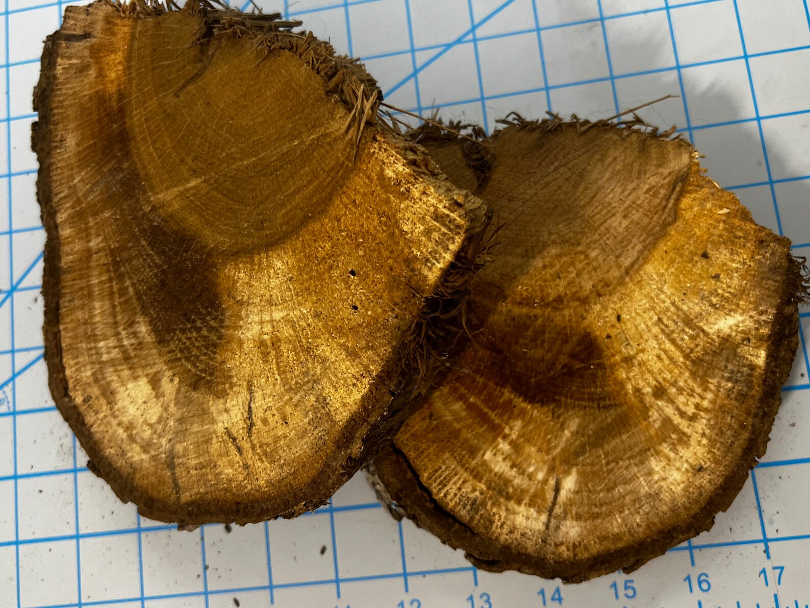 Rough Cut Dried Oak Tree Slice, Tree Slices, Oak Wood - Etsy