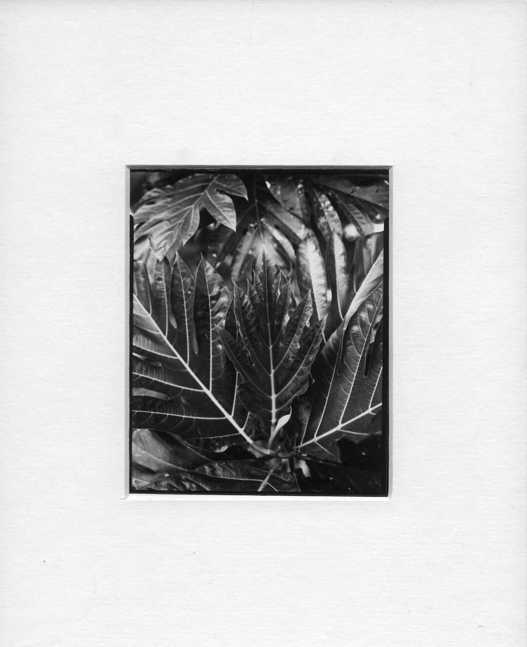 Ulu Print - 2023 - Hawaii - Etsy