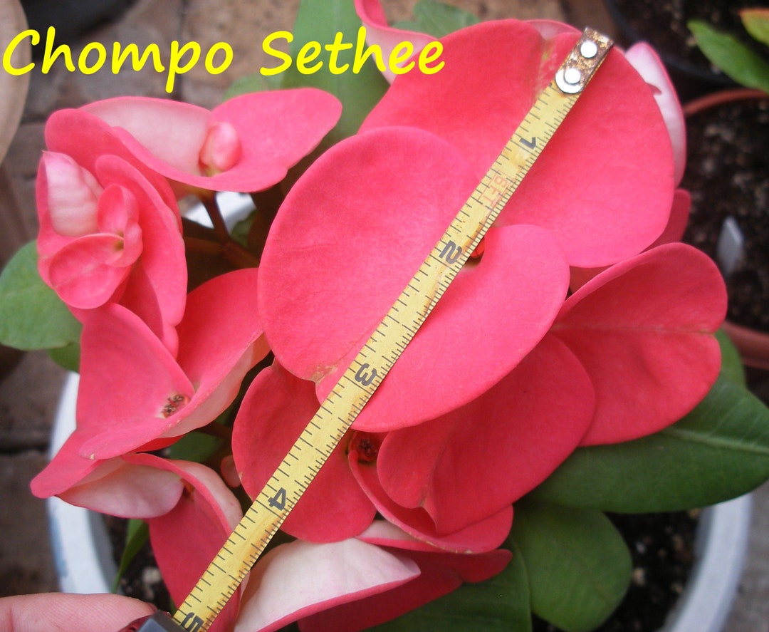Giant Rare Euphorbia Milii CHOMPO SETHEE Crown of Thorns Corona D ...