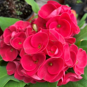 Euhorbia Milii Crown of Thorns Corona De Cristo RUAY CHANGLOEI Cupped ...