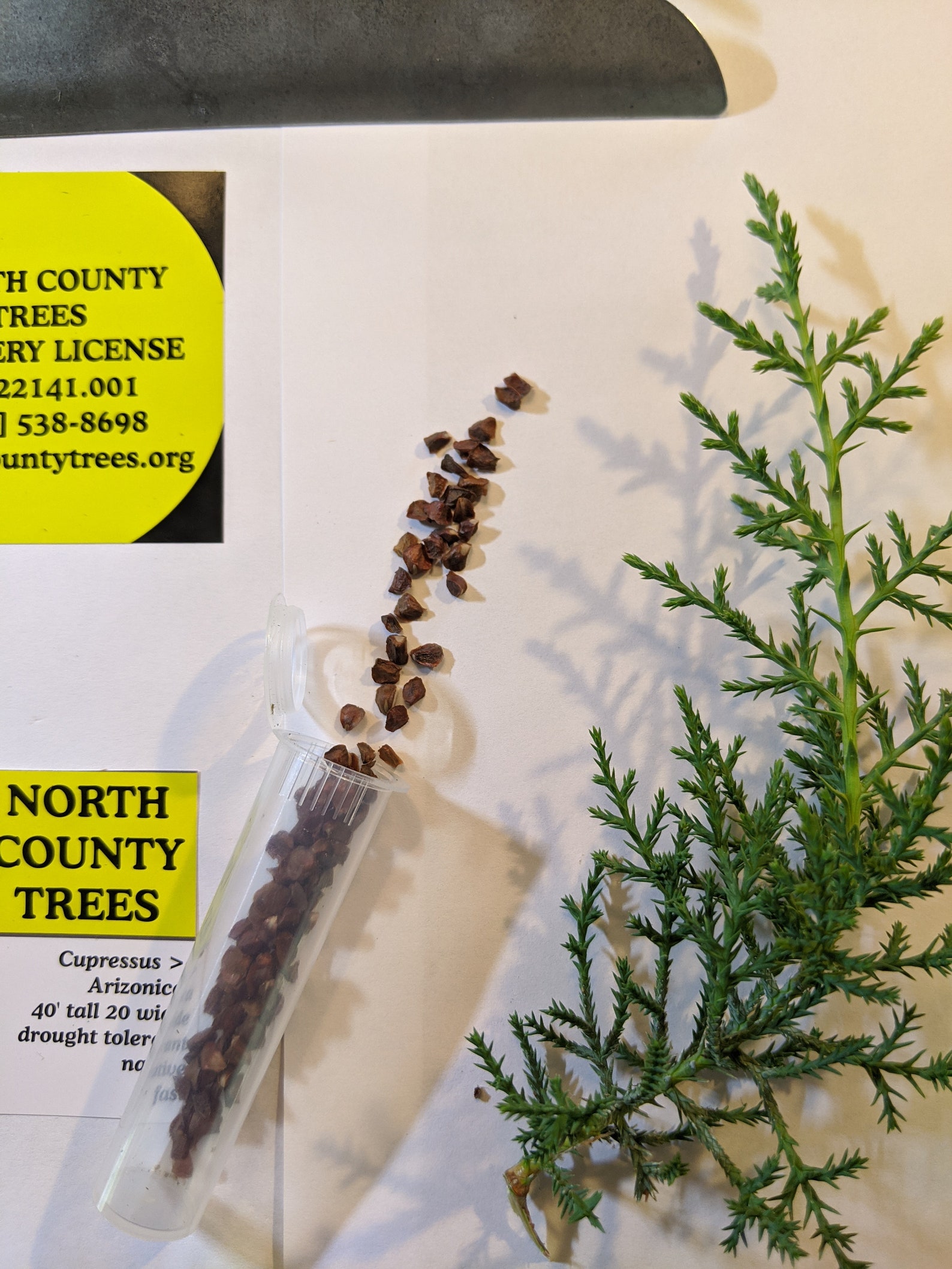 Cypress tree seeds Arizona Cypress Cupressus Arizonica From | Etsy