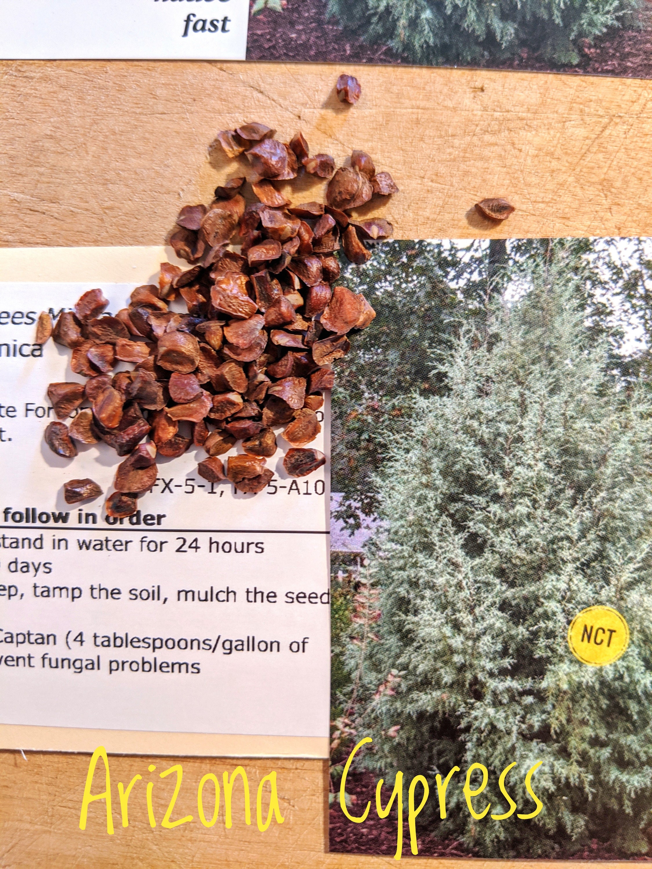 Cypress tree seeds Arizona Cypress Cupressus Arizonica From | Etsy