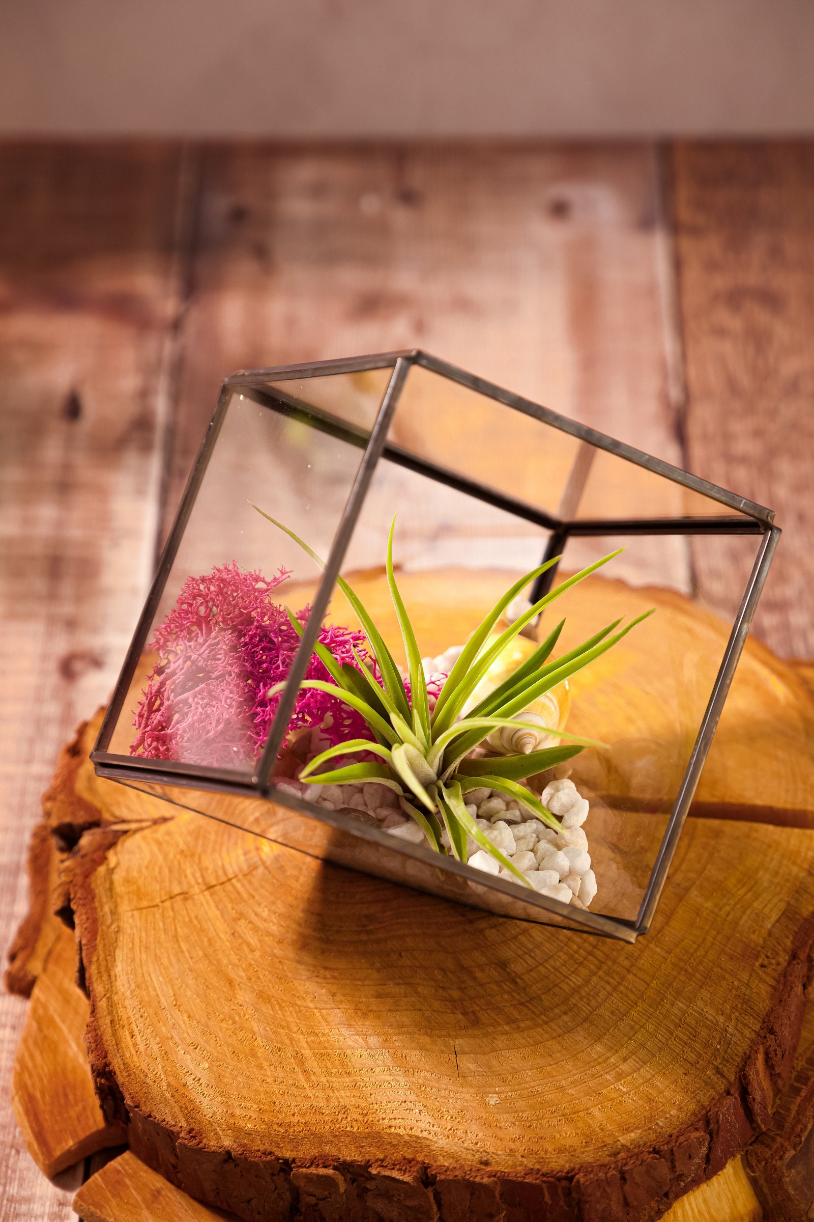 Black Glass Open Terrarium Cube. Square Terrarium Suitable for Air ...