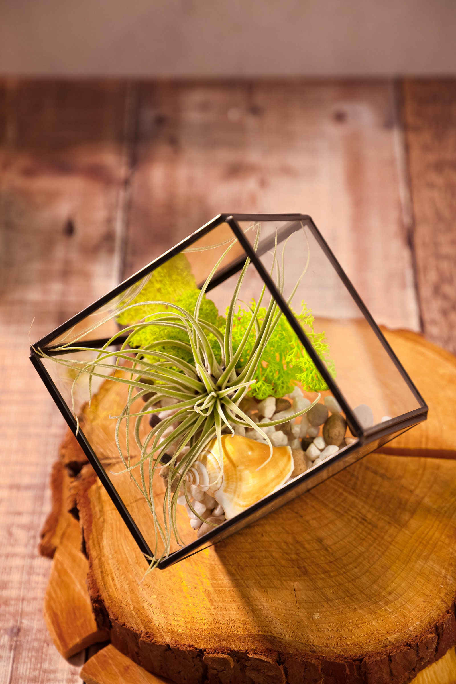 Black Glass Open Terrarium Cube. Square Terrarium Suitable for Air ...