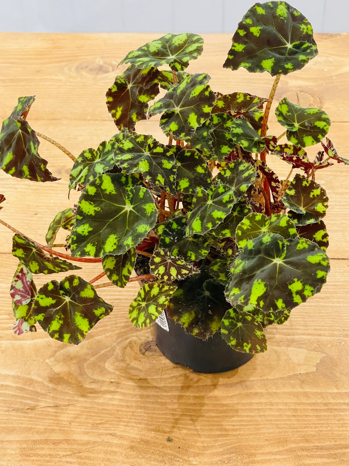 Begonia Tiger Paws or eye Lash Begonia in 12cm Nursery Pot. - Etsy UK