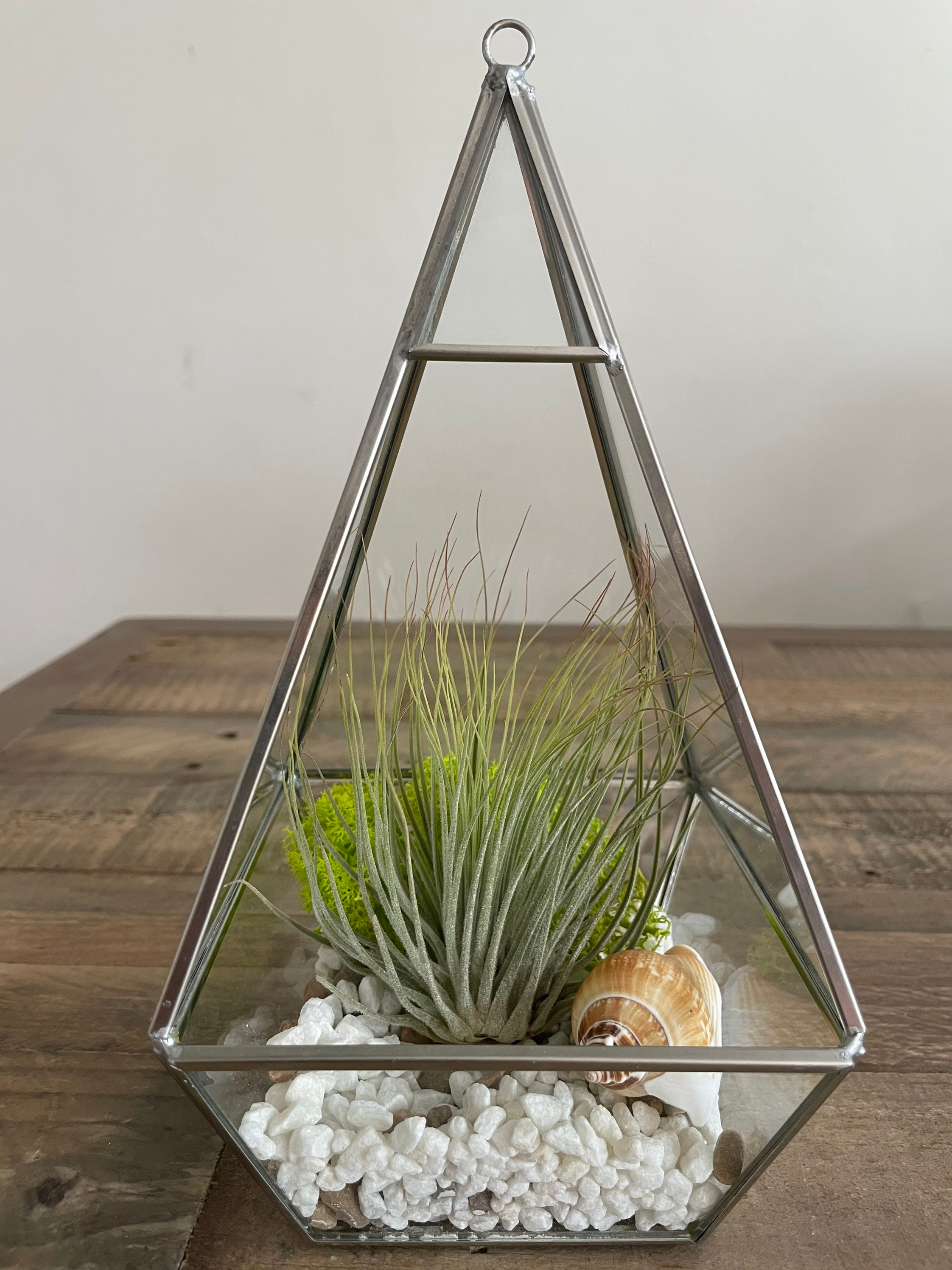 Geometric Air Plant Terrarium. Silver Pyramid Glass Terrarium. Plant ...