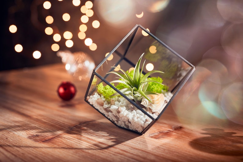 Black Glass Open Terrarium Cube. Square Terrarium Suitable for Air ...