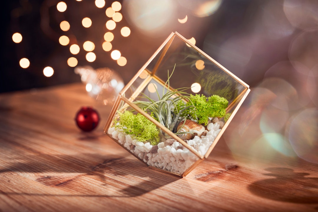 Gold Glass Open Terrarium Cube. Geometric Terrarium. Air Plant Glass ...