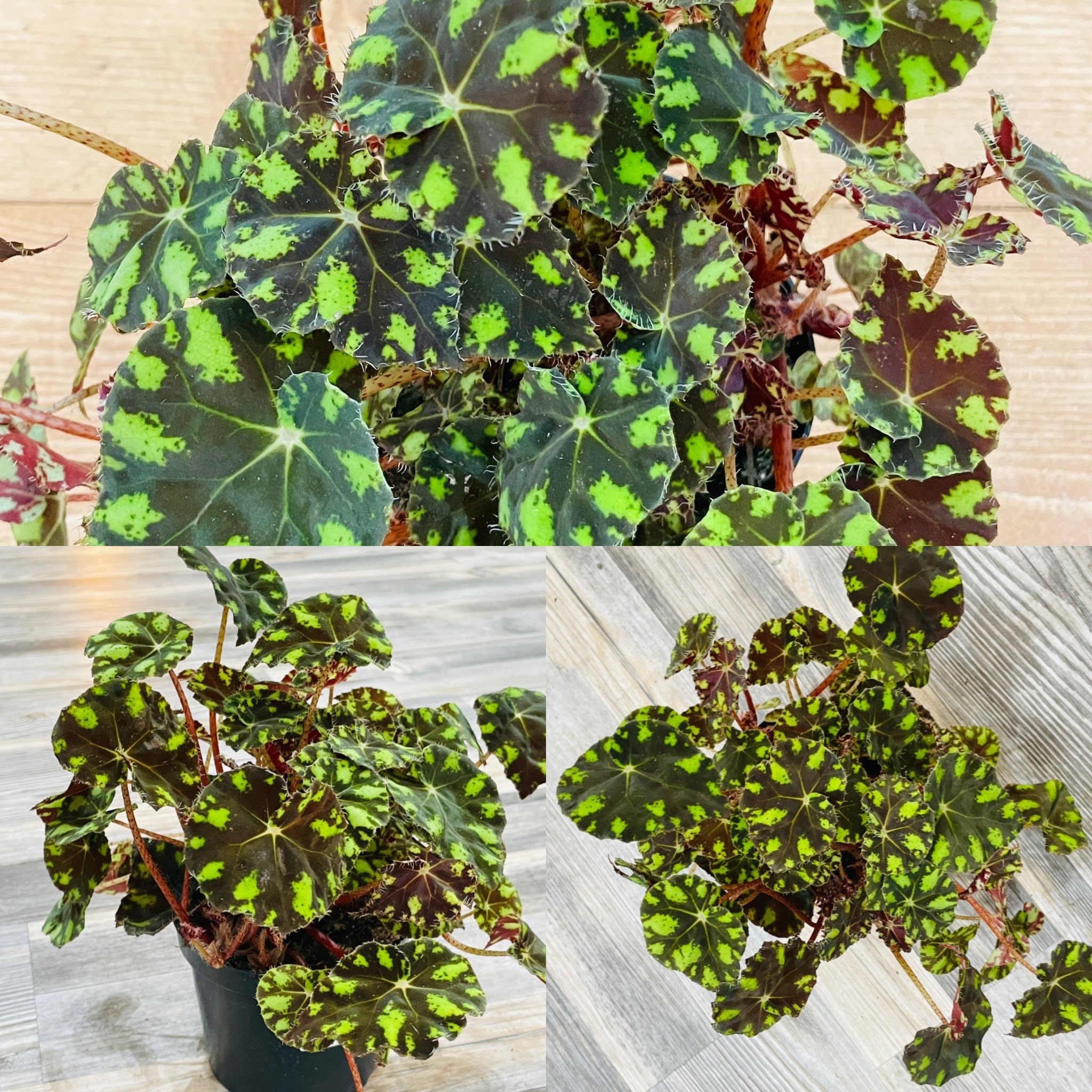 Begonia Tiger Paws or eye Lash Begonia in 12cm Nursery Pot. - Etsy UK