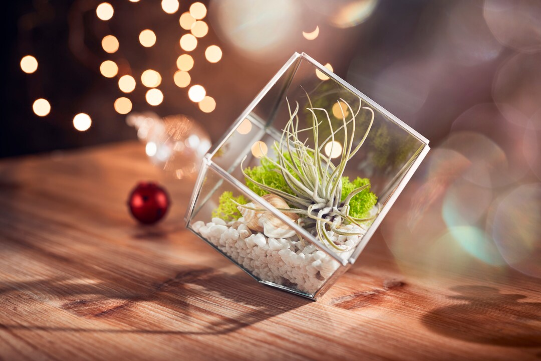 Silver Glass Open Terrarium Cube. Geometric Terrarium. Air Plant Glass ...