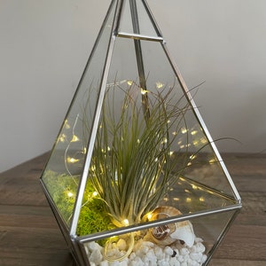 Geometric Air Plant Terrarium. Silver Pyramid Glass Terrarium. Plant ...
