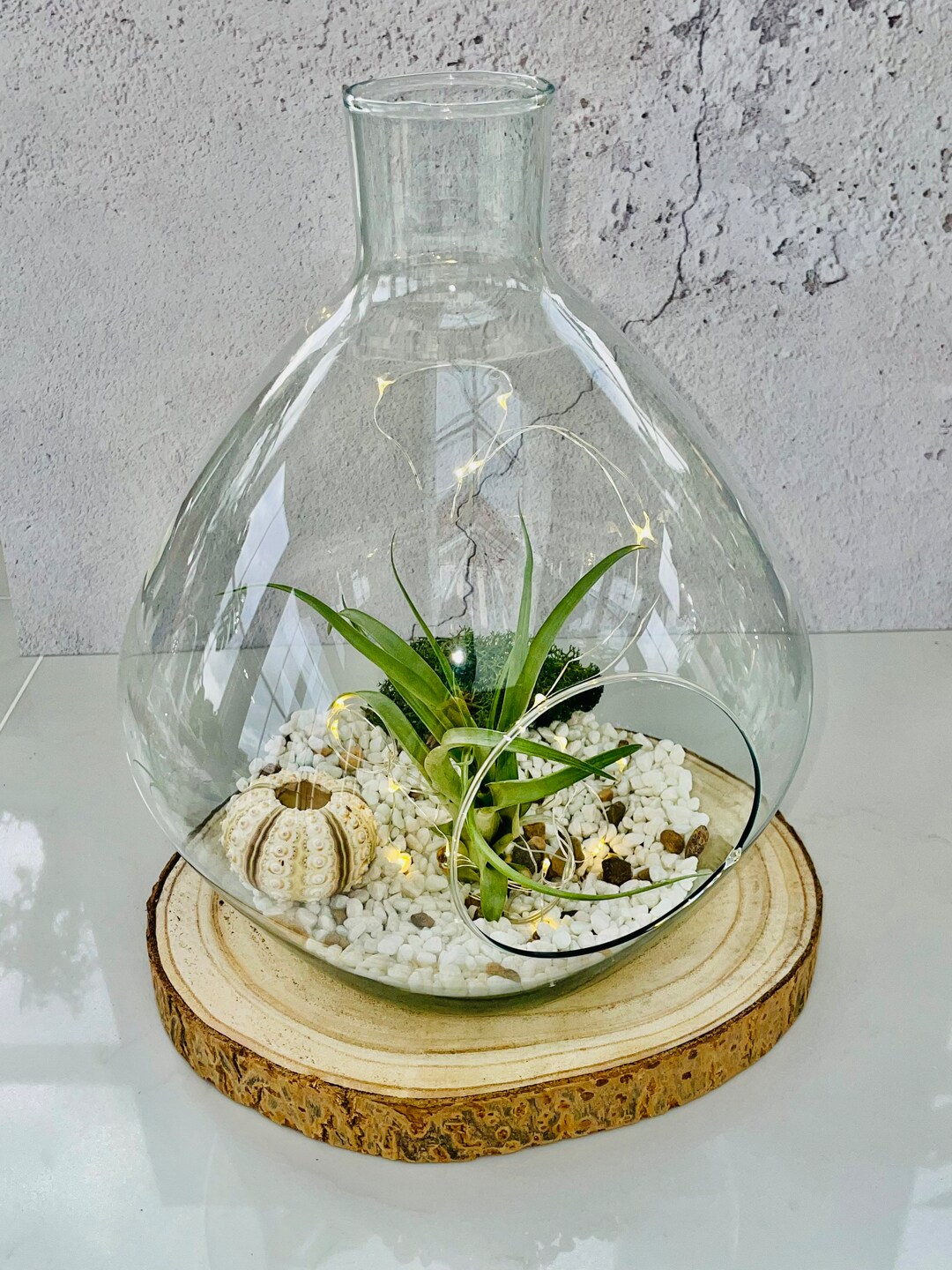 Large Glass Terrarium Jar. Terrarium Container With Cork. DIY Air Plant ...