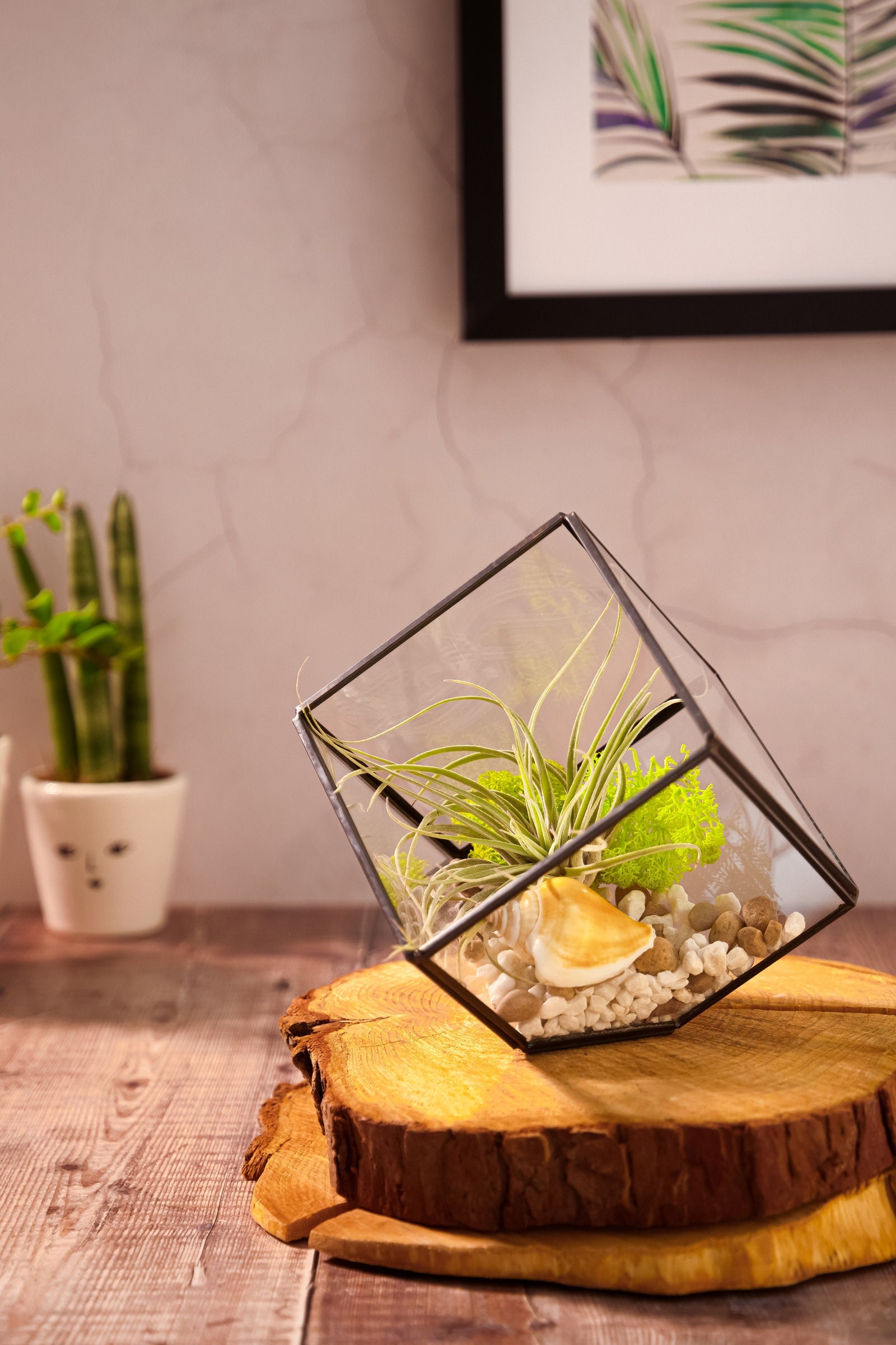 Black Glass Open Terrarium Cube. Square Terrarium Suitable for Air ...