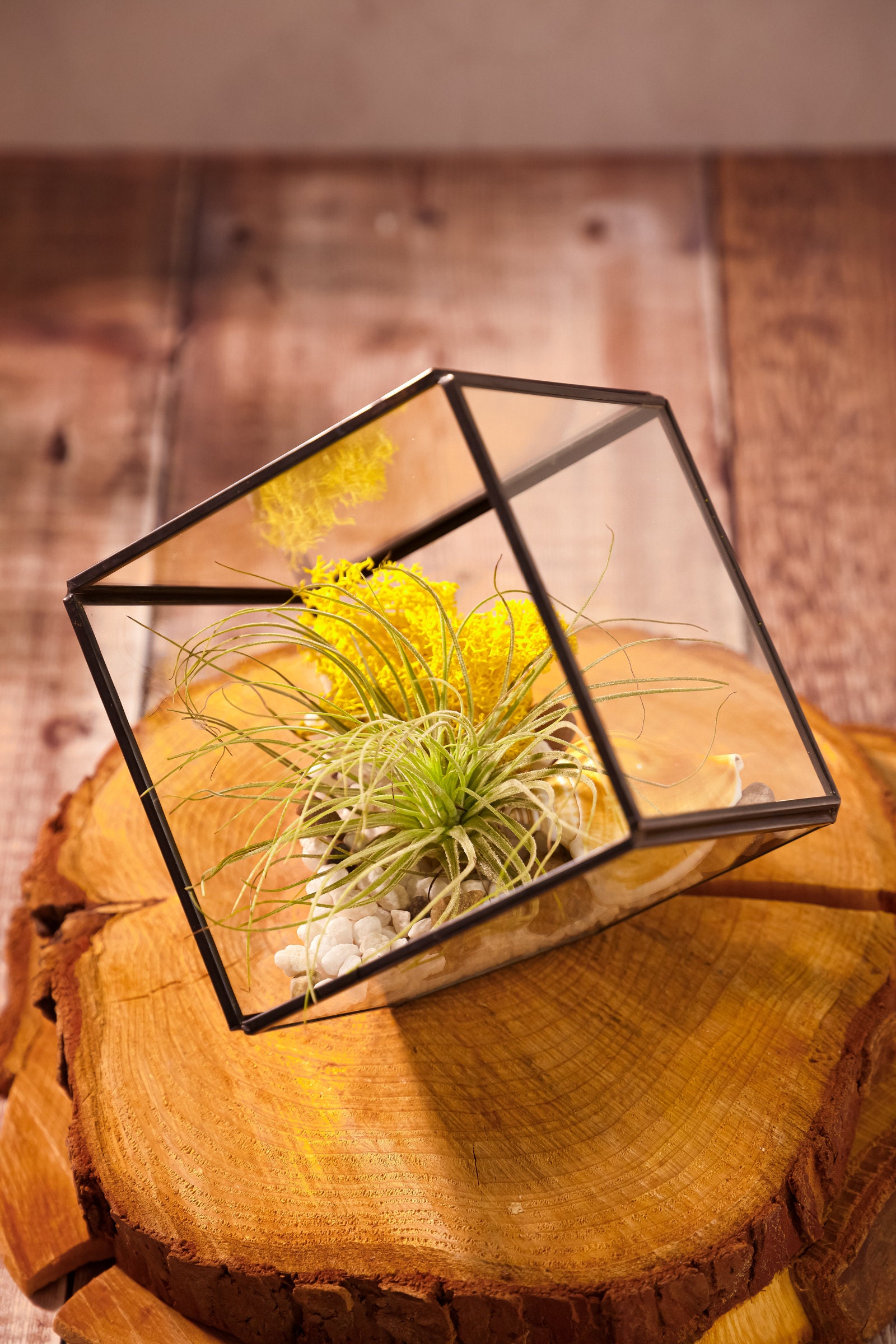 Black Glass Open Terrarium Cube. Square Terrarium Suitable for Air ...