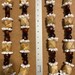 Hawaiian Lei Sea Bean Bubble Shells - Etsy