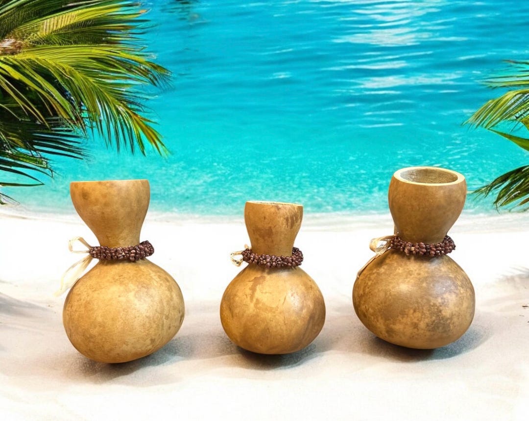 Hawaiian Ipu Brown Mongo Shells - Etsy