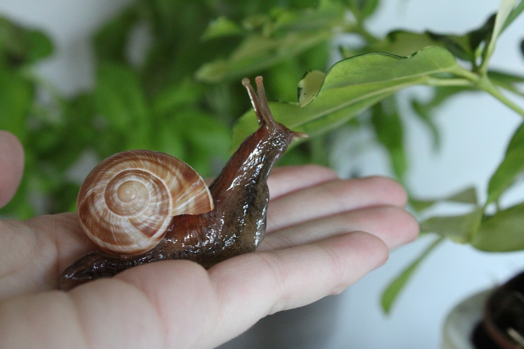 PERSONALIZED, Vineyard Snail Modeled and Designed as DESIRED, Custom ...